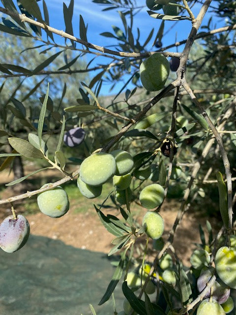 Exploring the Rich History of Manaki Olives – IONI Olive Co.